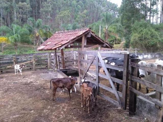 Fazenda Paraibuna/SP com eucaliptos