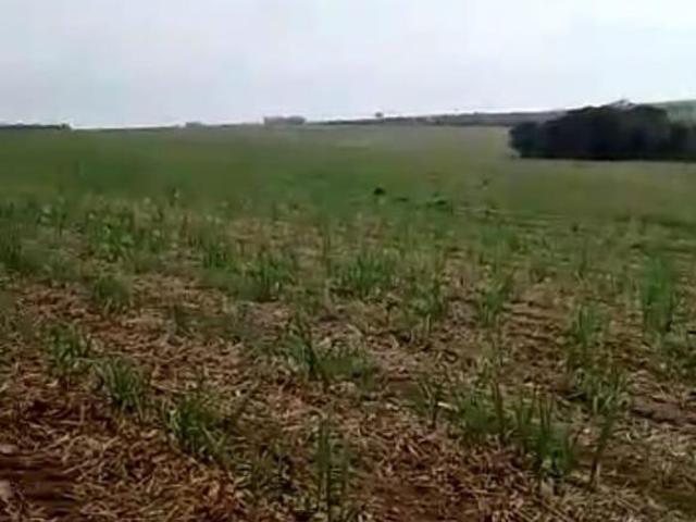 FAZENDA PIRASSUNUNGA