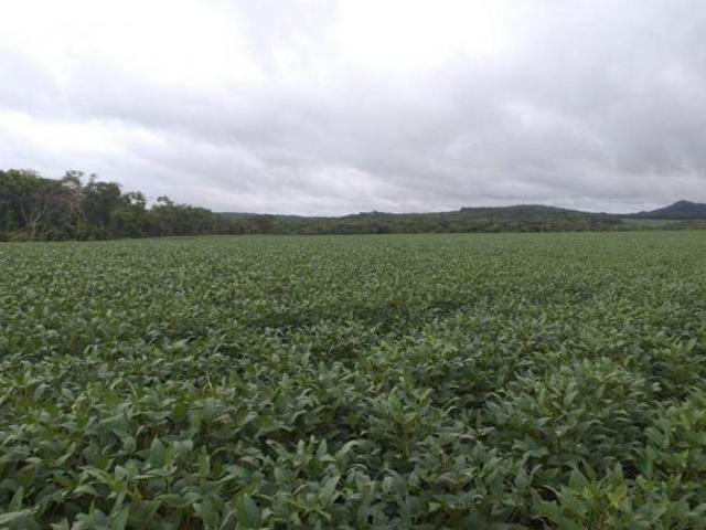 FAZENDA DE ALTA PERFORMANCE – PARANATINGA/MT