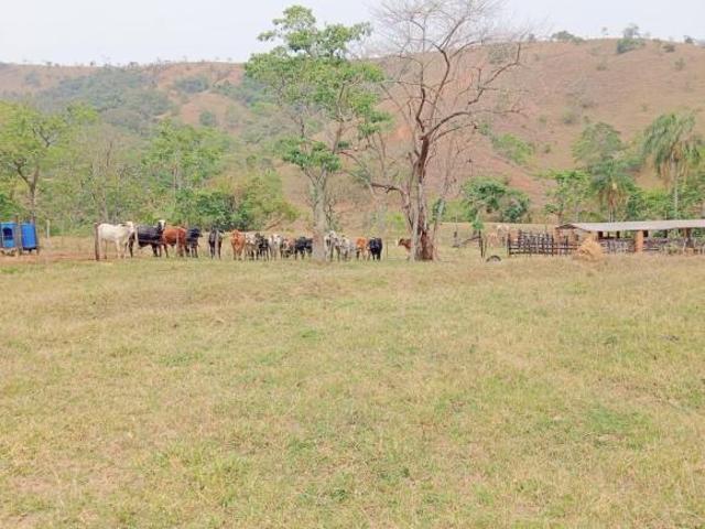 Fazenda proxima a Dutra paraa venda,, Roseira Velha, SP