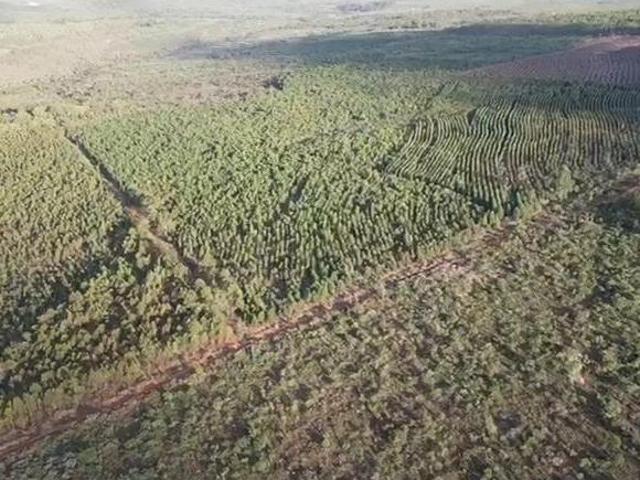 Fazenda plana com muitas nascentes e rio à Venda em Bocaiúva, MG – 700 ha,otima para café,pecuaria e