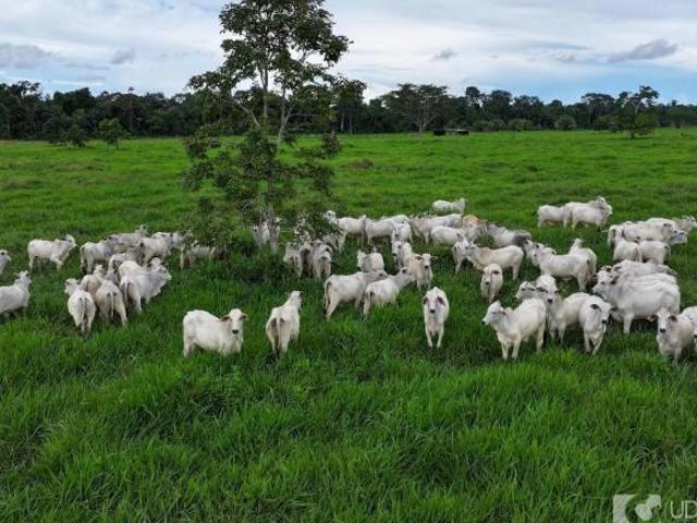 Fazenda, Rural, Confresa, MT