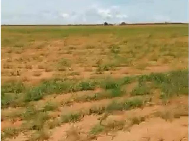 FAZENDA RANCHO ALEGRE MT CIDADE FELIZ NATAL COM 2.100 HECTARES ÓTIMA P/ PLANTAR!