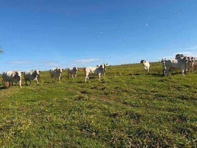 FAZENDA REGIÃO DE PRESIDENTE PRUDENTE