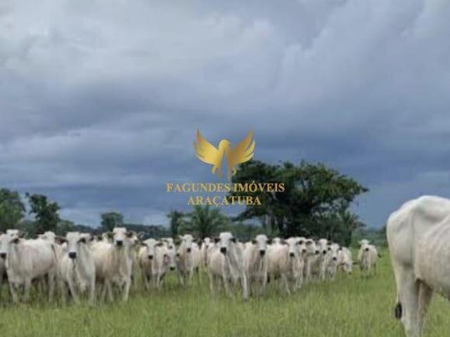 FAZENDA RIBA DO RIO PARDO MS