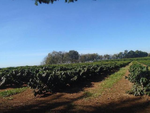 Fazenda Sul de Minas Gerais, 1333 Hectares, Café de exportação para 4 países