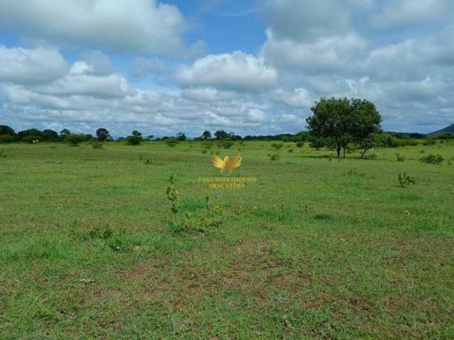 FAZENDA SELVIRIA MS