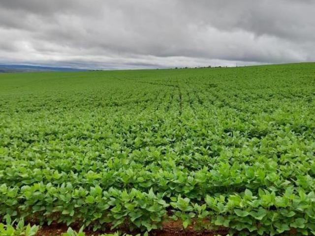 FAZENDA SENDO EXCELENTE OPORTUNIDADE EM ALTO PARAÍSO DE GOIÁS