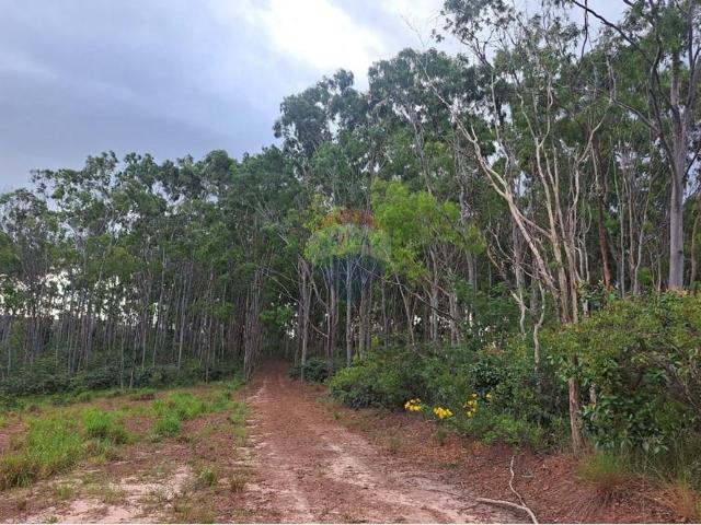 Fazenda / Sítio para venda em Cajuru em Cajuru São Paulo de 6500000.00m² com 3 Quartos e 2 Suítes