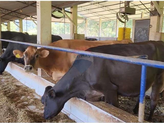 Fazenda / Sítio para venda em Brotas em Brotas São Paulo de 3000.00m² com 20 Quartos