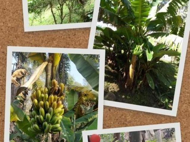 Fazenda / Sítio para venda em Lambari Doce Fino de 185.00m² com 3 Quartos e 3 Garagens