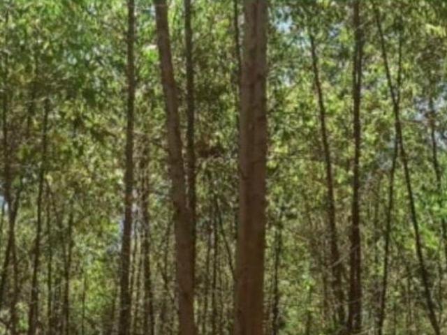 Fazenda / Sítio para venda em Rio Apiai de 4300.00m² com 5 Quartos, 2 Suites e 12 Garagens