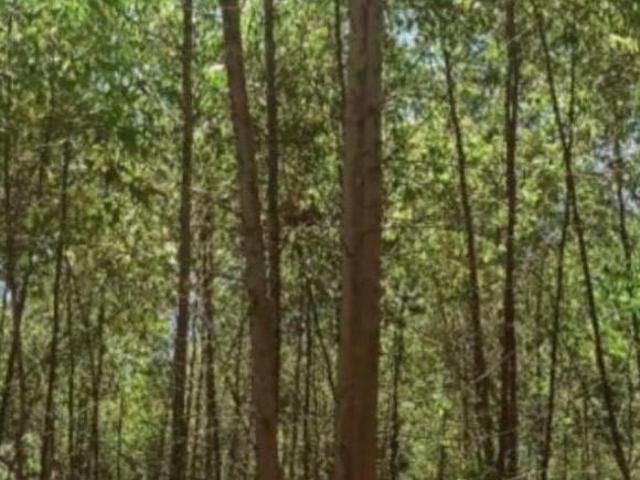 Fazenda / Sítio para venda em Rio Apiai de 4300.00m² com 5 Quartos, 2 Suites e 12 Garagens