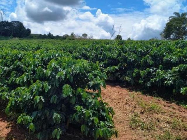Fazenda / Sítios / Chácaras à venda em Machado, no bairro Zona Rural