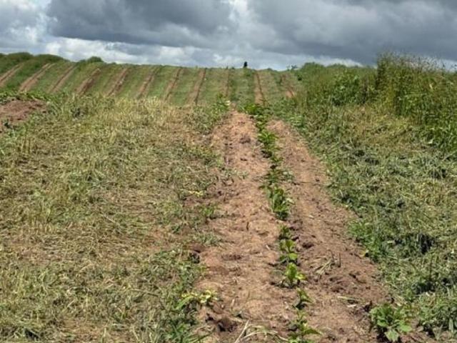 Fazenda / Sítios / Chácaras à venda em Nepomuceno, no bairro Zona Rural
