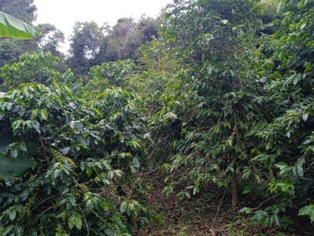 Fazenda / Sítios / Chácaras à venda em Nepomuceno, no bairro Zona Rural