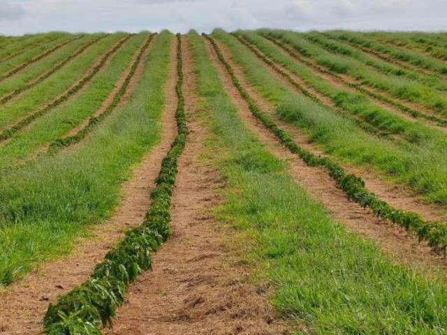 Fazenda / Sítios / Chácaras à venda em Oliveira, no bairro Zona Rural