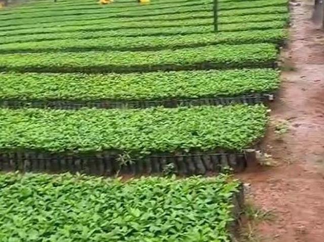 Fazenda / Sítios / Chácaras à venda em Bom Sucesso, no bairro Zona Rural