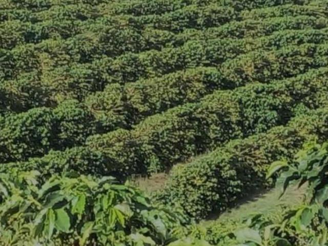 Fazenda / Sítios / Chácaras à venda em Caconde, no bairro Área Rural De Caconde