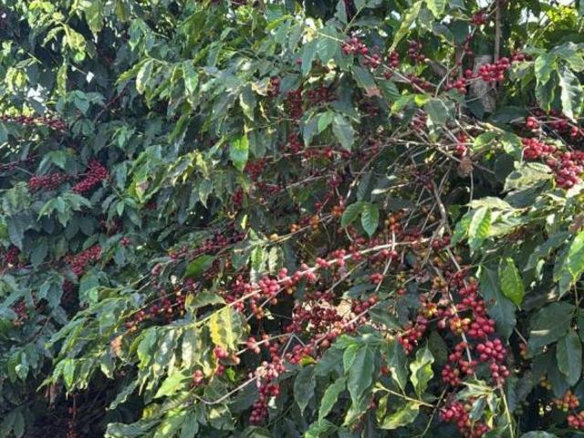 Fazenda / Sítios / Chácaras à venda em Campos Gerais, no bairro Zona Rural