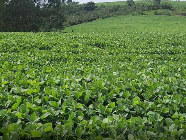 Fazenda / Sítios / Chácaras à venda em Careaçu, no bairro Zona Rural