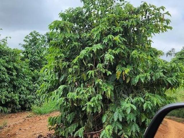 Fazenda / Sítios / Chácaras à venda em Elói Mendes, no bairro Zona Rural