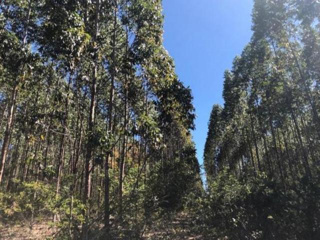 Fazenda / Sítios / Chácaras à venda em Francisco Dumont, no bairro Zona Rural