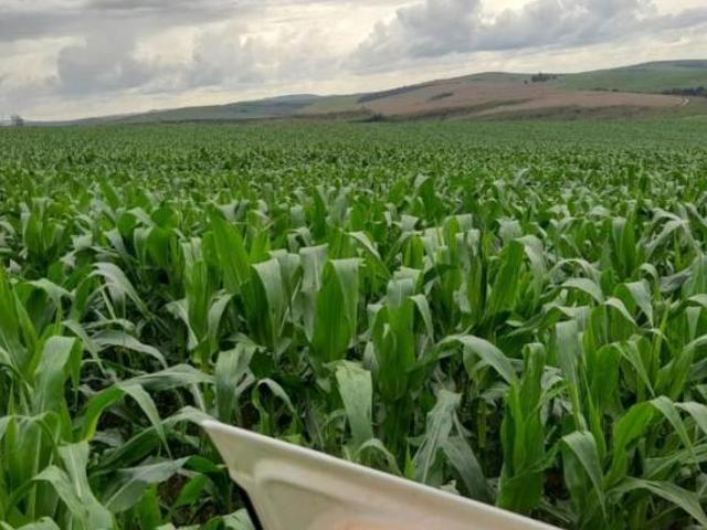 Fazenda / Sítios / Chácaras à venda em Guaxupé, no bairro Área Rural De Guaxupé