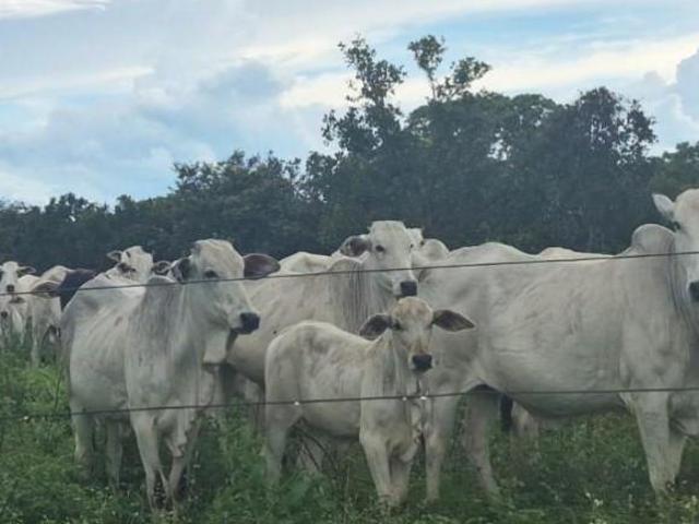 Fazenda / Sítios / Chácaras à venda em Januária, no bairro Zona Rural