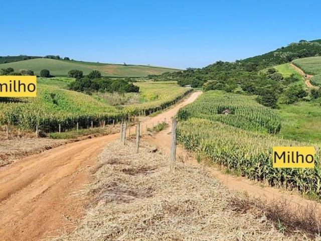 Fazenda / Sítios / Chácaras à venda em Lambari, no bairro Zona Rural