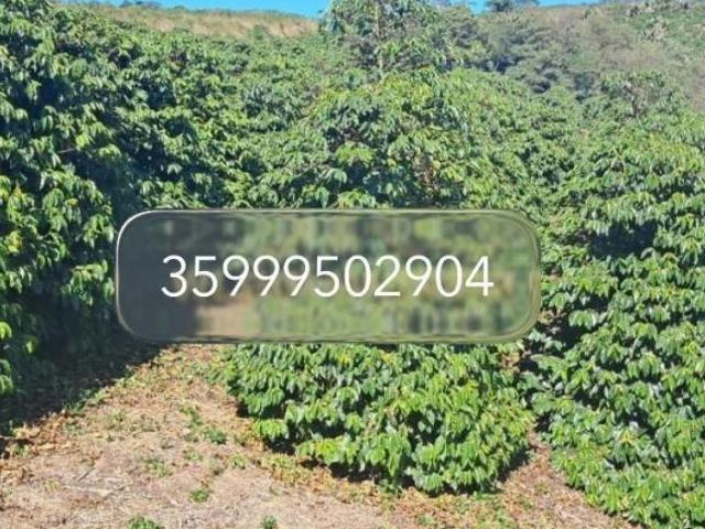 Fazenda / Sítios / Chácaras à venda em Lambari, no bairro Zona Rural