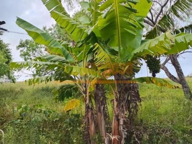 Fazenda / Sítios / Chácaras à venda em Pelotas, no bairro Cascata