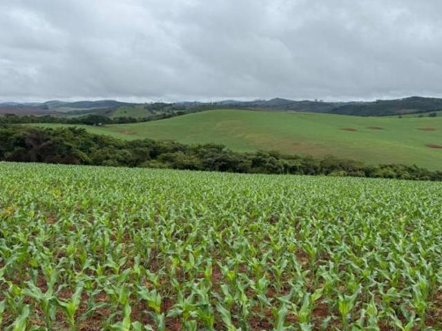 Fazenda / Sítios / Chácaras à venda em Resende Costa, no bairro Zona Rural