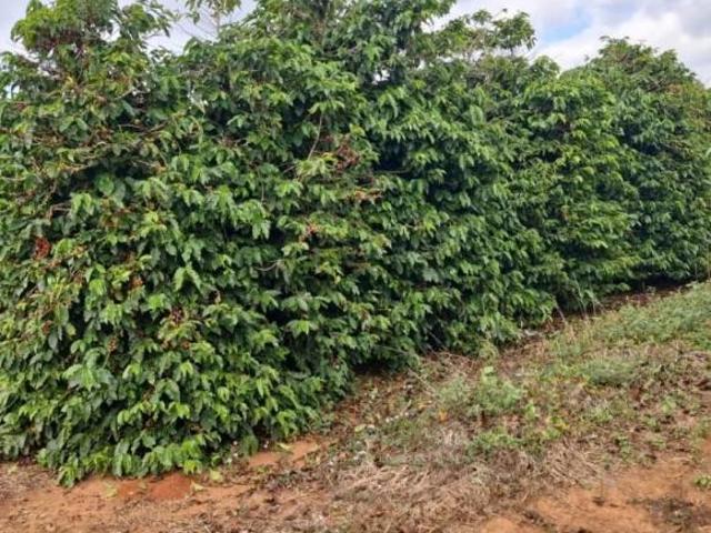 Fazenda / Sítios / Chácaras à venda em São Gonçalo Do Sapucaí, no bairro Zona Rural 1