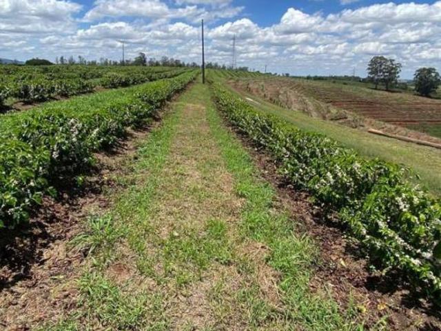 Fazenda / Sítios / Chácaras à venda em São Gonçalo Do Sapucaí, no bairro Zona Rural