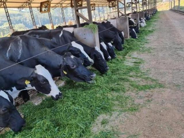 Fazenda / Sítios / Chácaras à venda em São Lourenço, no bairro Zona Rural