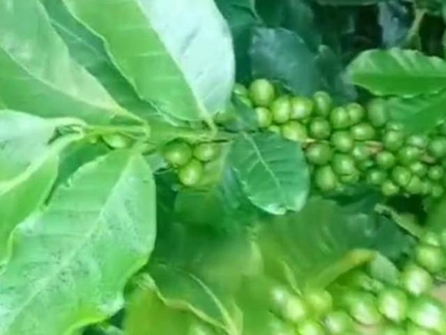 Fazenda / Sítios / Chácaras à venda em São Roque De Minas, no bairro São José Do Barreiro