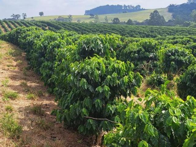 Fazenda / Sítios / Chácaras à venda em Santana Da Vargem, no bairro Zona Rural