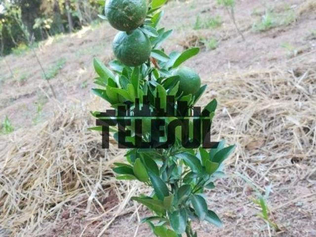 Fazenda / Sítios / Chácaras à venda em Varginha, no bairro Parque Mariela