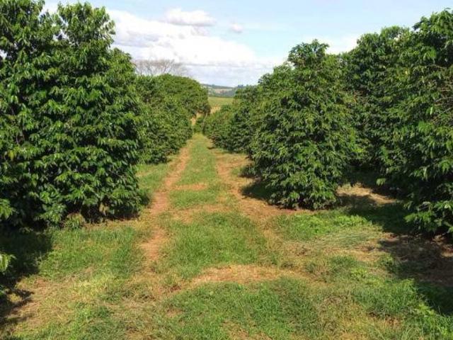 Fazenda / Sítios / Chácaras com 3 quartos à venda em Campanha, no bairro Zona Rural