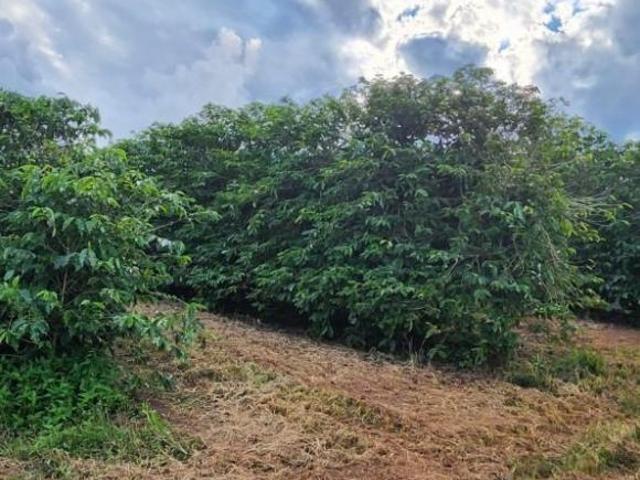 Fazenda / Sítios / Chácaras com 3 quartos à venda em Campanha, no bairro Zona Rural