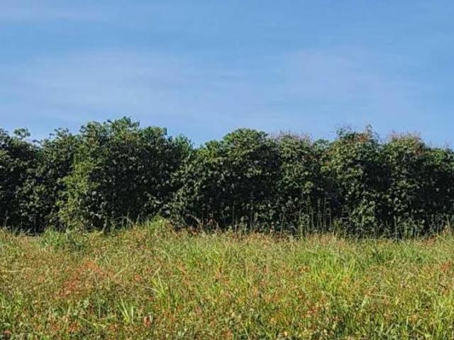 Fazenda / Sítios / Chácaras com 3 quartos à venda em Aguanil, no bairro Zona Rural