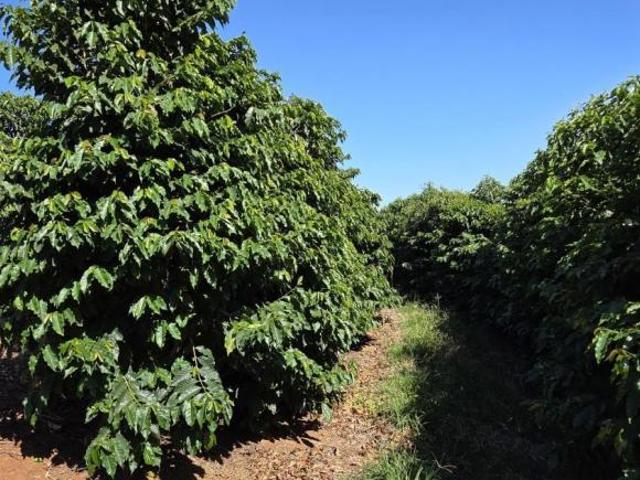 Fazenda / Sítios / Chácaras com 3 quartos à venda em Elói Mendes, no bairro Zona Rural1
