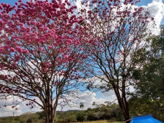 Fazenda / Sítios / Chácaras com 3 quartos à venda em Florestal, no bairro Valentim