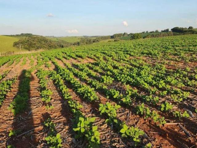 Fazenda / Sítios / Chácaras com 3 quartos à venda em Monsenhor Paulo, no bairro Zona Rural