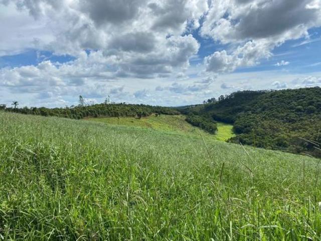Fazenda / Sítios / Chácaras com 3 quartos à venda em Piranga, no bairro Zona Rural