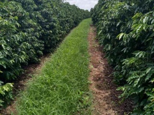 Fazenda / Sítios / Chácaras com 3 quartos à venda em Três Corações, no bairro Zona Rural