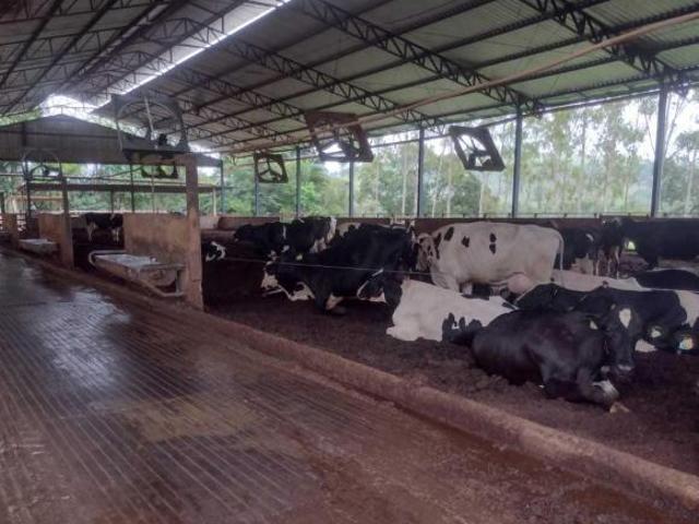 Fazenda / Sítios / Chácaras com 3 quartos à venda em Turvolândia, no bairro Zona Rural