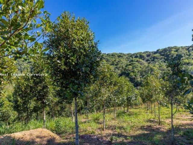 Fazenda / Sítios / Chácaras com 1 quarto à venda em Jacupiranga, no bairro Zona Rural