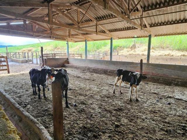 Fazenda / Sítios / Chácaras com 2 quartos à venda em Jesuânia, no bairro Zona Rural